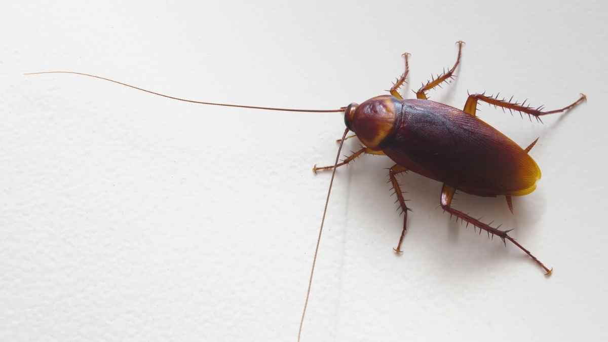 11 Insects that Look Like Cockroaches But Aren’t (Make No Mistake ...