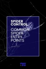 Common Spider Entry Points; All You Need to Know About Handling a ...
