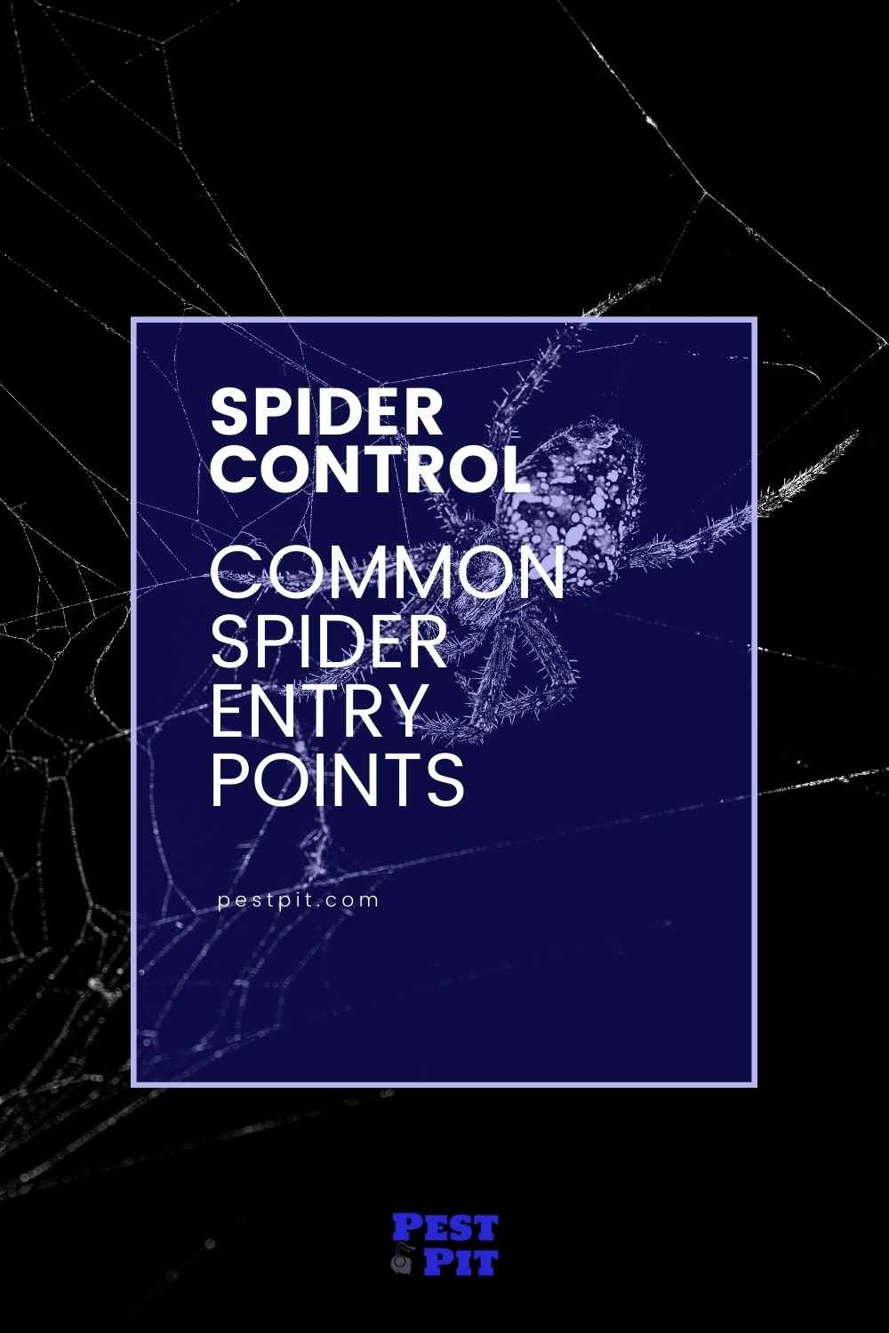 Common Spider Entry Points; All You Need to Know About Handling a ...