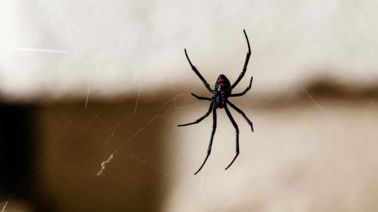 Common Spider Entry Points; All You Need to Know About Handling a ...
