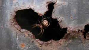 Common Spider Entry Points; All You Need to Know About Handling a ...