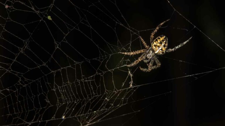 Common Spider Entry Points; All You Need to Know About Handling a ...