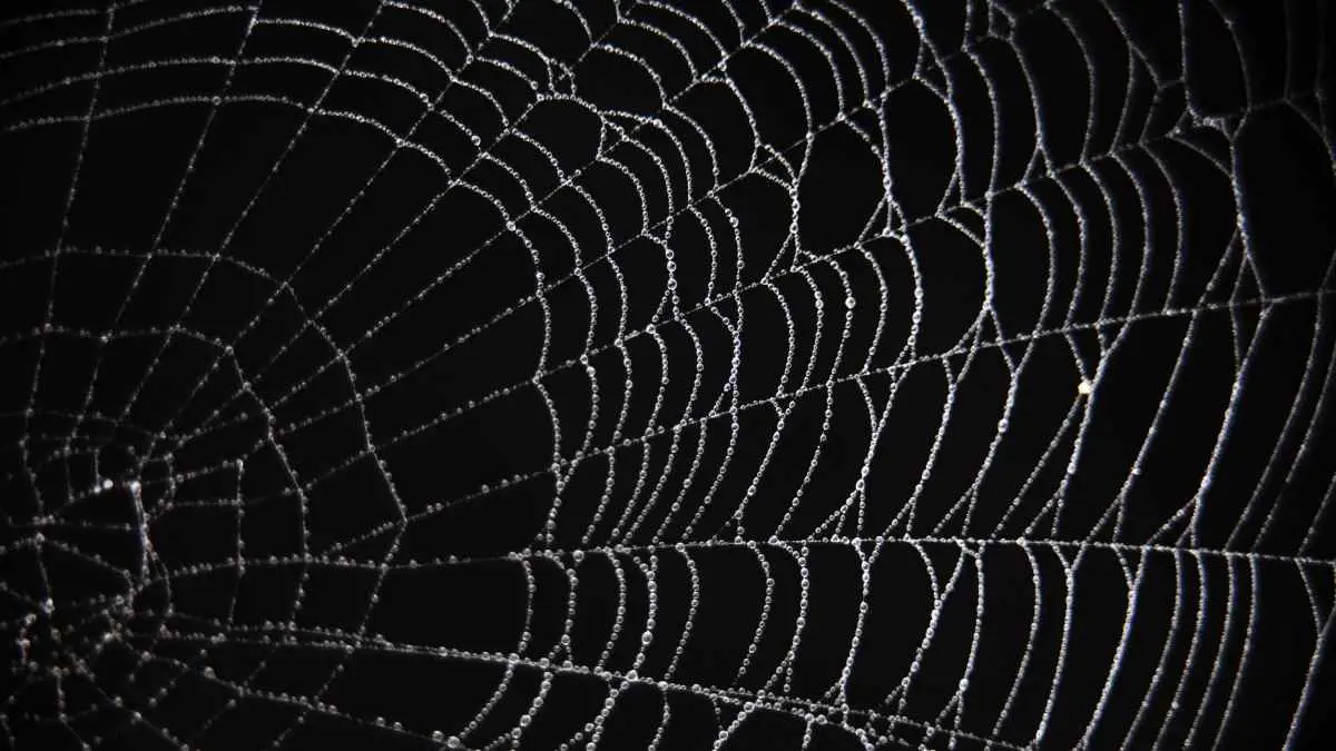 Common Spider Entry Points; All You Need to Know About Handling a ...