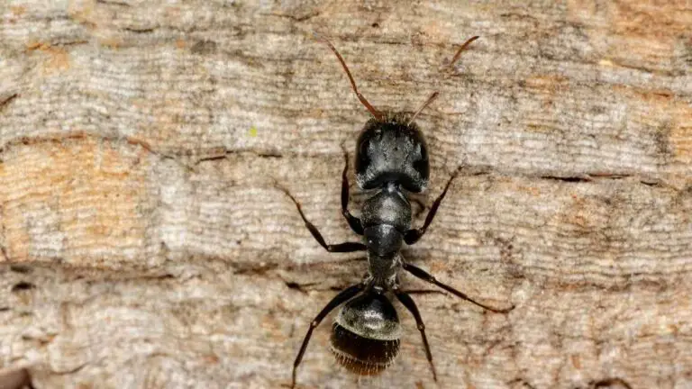 3 Bugs That Look Like Ants (but they are not) - Pest Pit