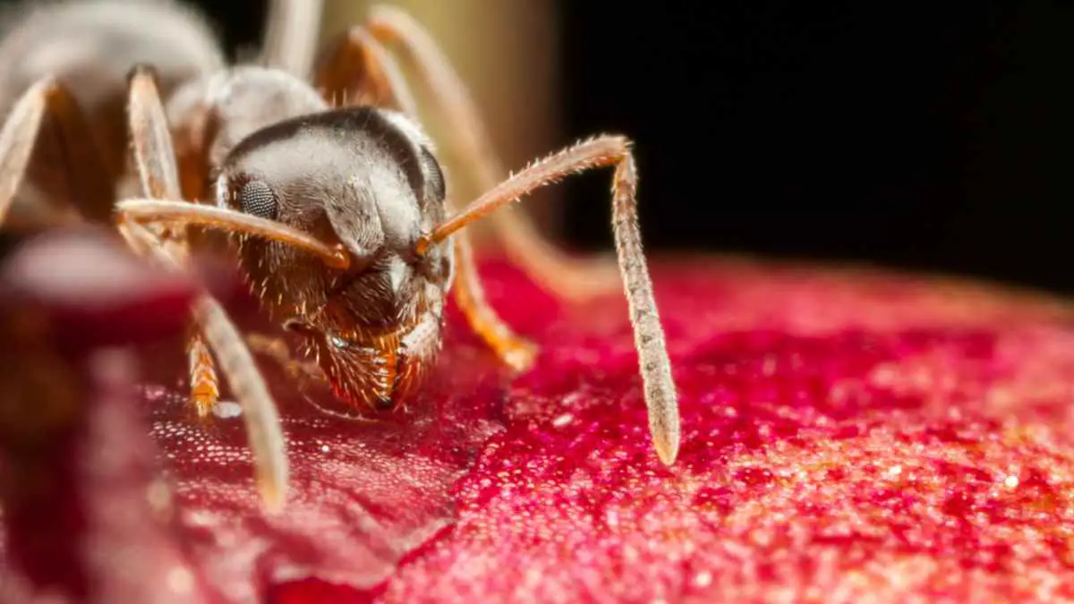 3 Bugs That Look Like Ants (but they are not) - Pest Pit