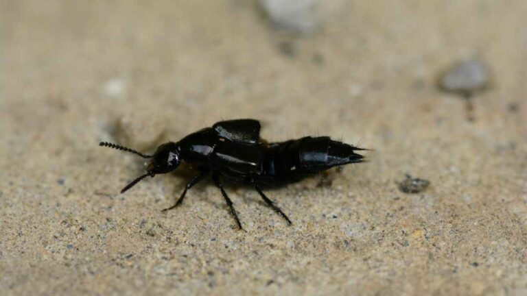 3 Bugs That Look Like Ants (but they are not) - Pest Pit