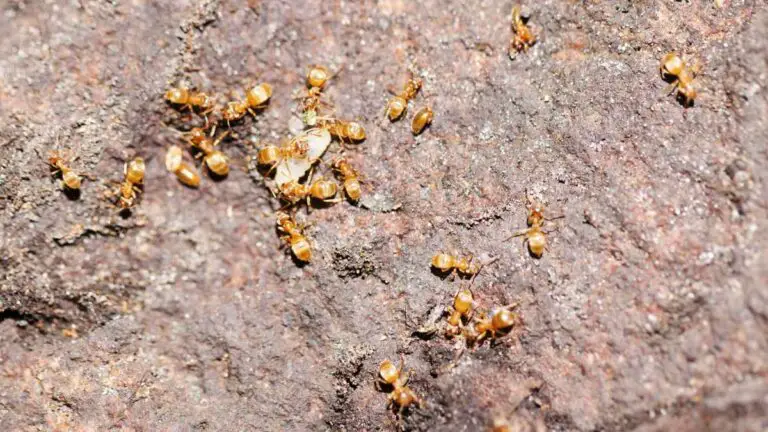 3 Bugs That Look Like Ants (but they are not) - Pest Pit