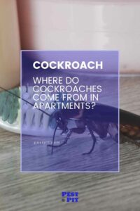 Where do cockroaches come from in apartments? (An expert's perspective ...