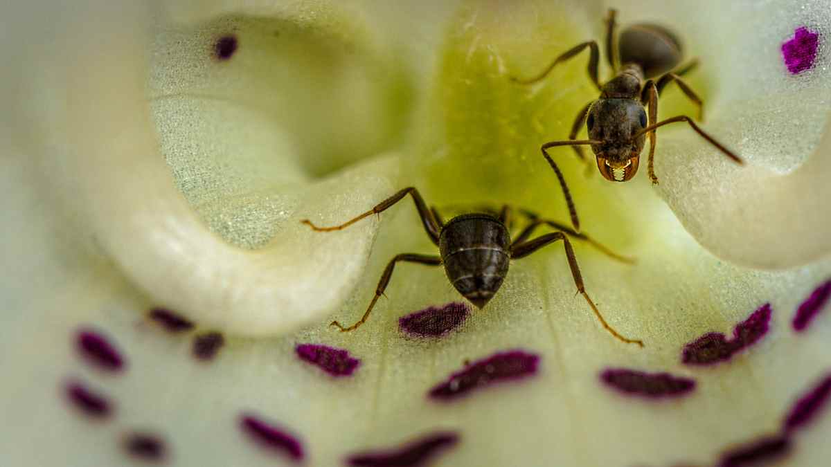 3 Bugs That Look Like Ants (but they are not) - Pest Pit
