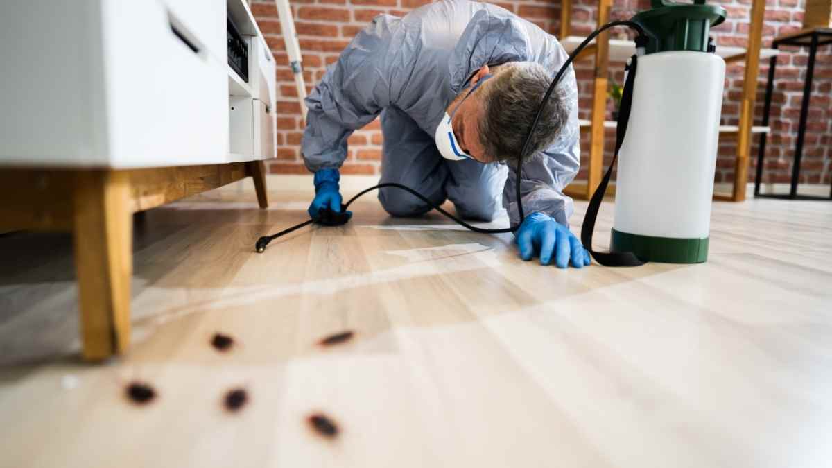 Where do cockroaches come from in apartments? (An expert's perspective ...