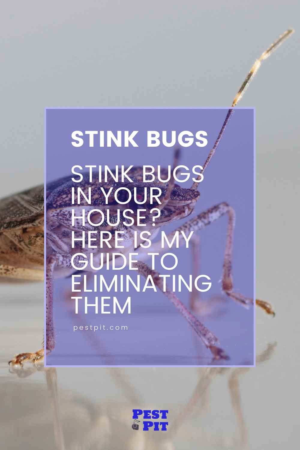 Stink Bugs In Your House? Here Is My Guide To Eliminating Them - Pest Pit