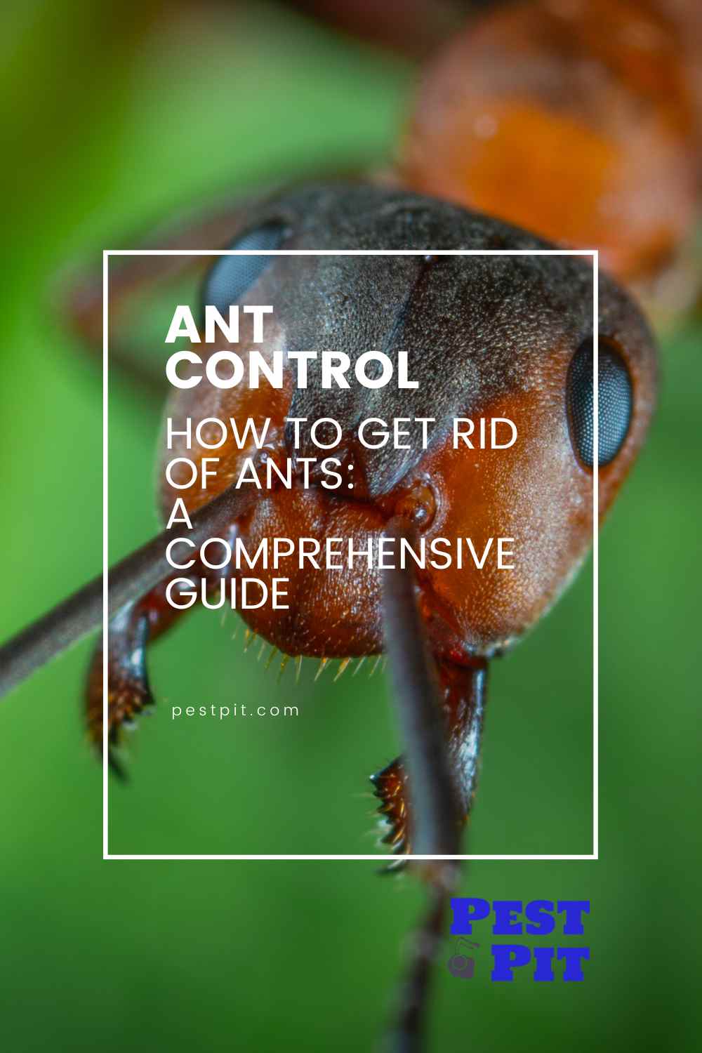 How to Get Rid of Ants: A Comprehensive Guide - Pest Pit