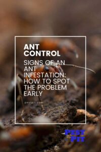 Signs of an Ant Infestation: How to Spot the Problem Early - Pest Pit