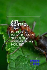 Tiny Intruders: Why do Ants Suddenly Appear in My House? - Pest Pit